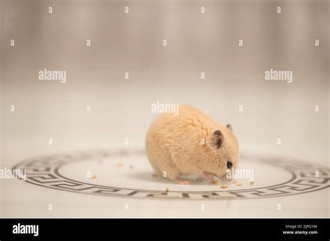 A Hamster On A White Background Greedily Stuffs Food By Its Cheeks A