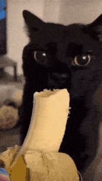 Black Cat Banana  Black Cat Cat Banana знаходьте анімації
