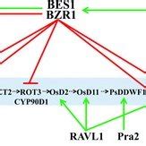 Transcriptional Control Of BR Biosynthetic Genes The Expression Of BR
