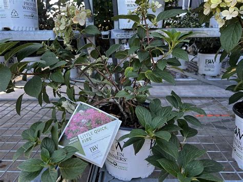 Little Quick Fire Hydrangea Companion Plants