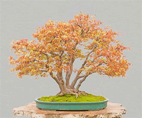 Bonsai Hedge Cutting Method Bonsai Bark
