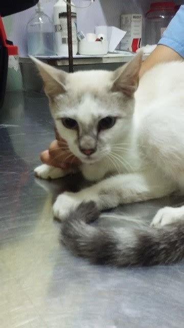 Adoptándonos Mario Lindo Gato Siamés En Adopción Responsable