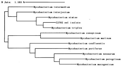 Phylogenetic Tree Of Representative Mycobacteria Using Neighbor Joining Download Scientific