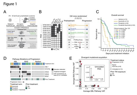 Mutation And Cell State Compatibility Is Required And Targetable In Ph