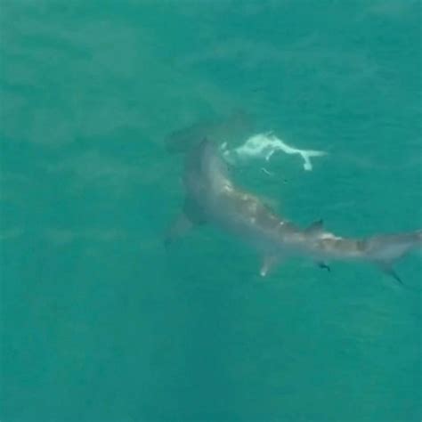Hammerhead Shark Eating People