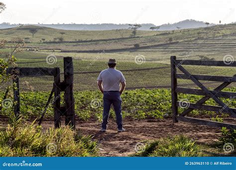 Cassava Farmer Thai Farmers Harvest Cassava In The Countryside Of Thailand Editorial Image