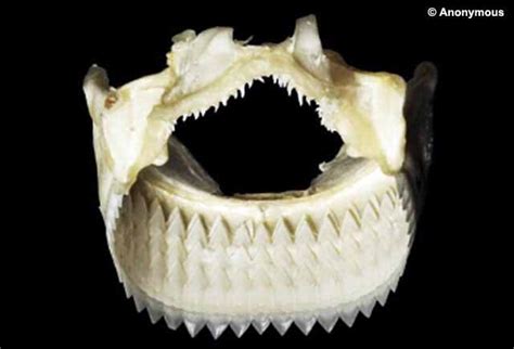 Cookie Cutter Shark Teeth