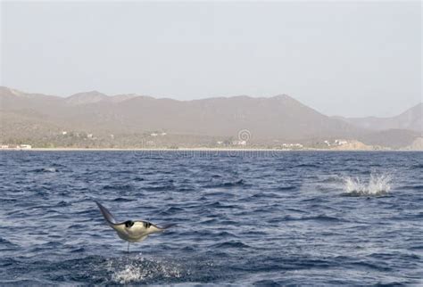 Munk S Devil Rays Aka Mobula Rays Mobula Munkiana In Jumping Out Of