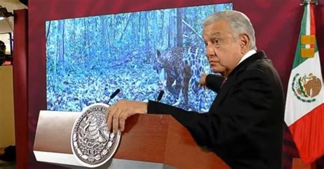 No Era Jaguar Maya La Verdad Detrás Del Video Con El Que Amlo Presume
