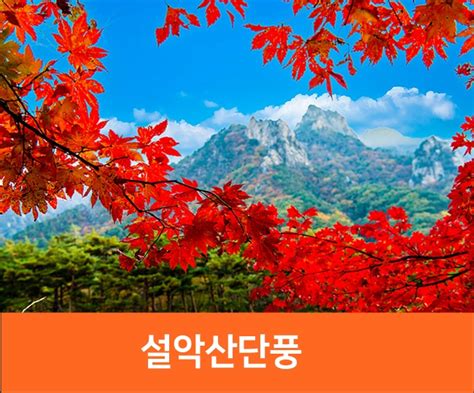 속초 설악산 단풍 설악산 케이블카 예약 및 운행정보 네이버 블로그