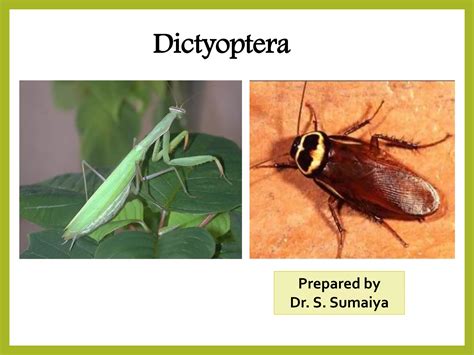 Insect Order Dictyoptera Pptx