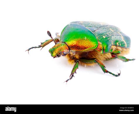 Cockchafer Beetle Bug Cut Out Stock Images And Pictures Alamy