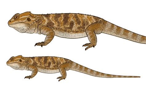 Sketchbook Original How To Draw Lizards Monika Zagrobelna