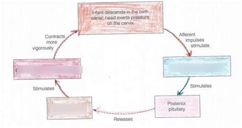 What Is Reproduction Quizlet At Alan Burke Blog