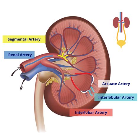 Renal Artery Blood Flow