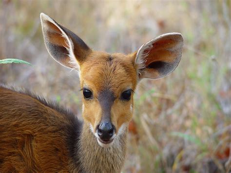 Young Bushbuck Antelope Free Photo On Pixabay