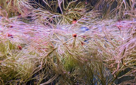 孔雀魚送養 公益 飼養心得交流區 請問對付囊螺、蘋果螺，鑽紋螺有用嗎