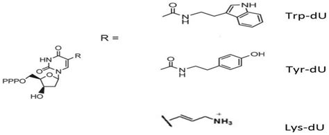 Chemically Modified Basic Group Containing Single Stranded Dna Aptamer Capable Of Specifically