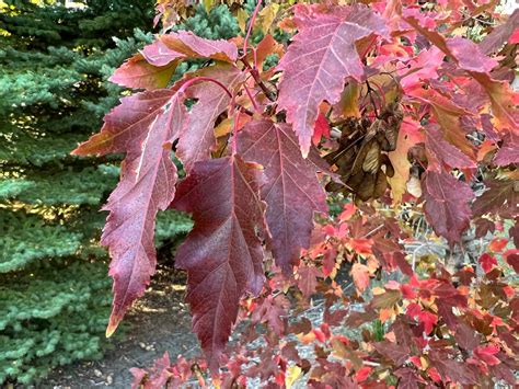 Flame Amur Maple