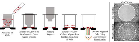 Oris™ Cell Migration Assay Cell Migration Assay Protocol 1602x480