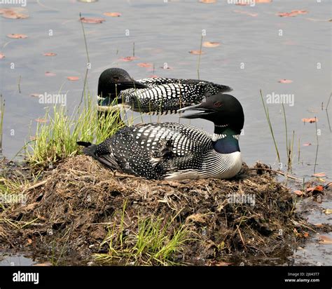 Loon Couple Nesting And Guarding The Nest By The Lake Shore In Their