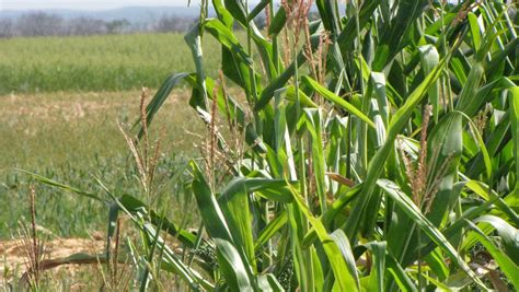 What Are Genetically Engineered Foods Your Questions Answered