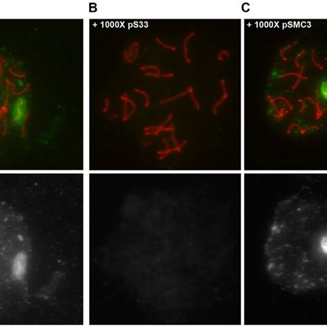 Specificity Of Prpa Antibody Wt Spermatocytes Were Incubated With A