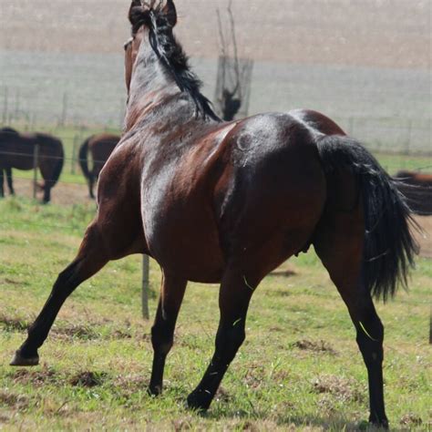 Breeding Your Mare The Importance Of Preparation And Planning