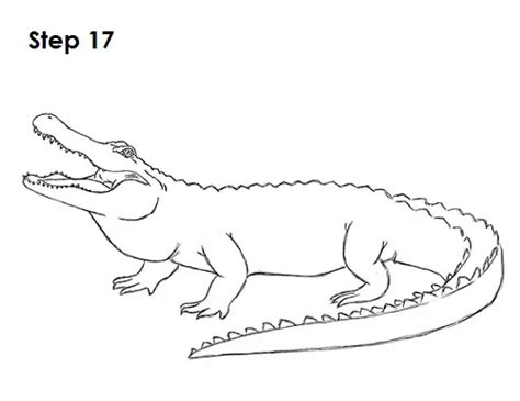 How To Draw An Alligator Video And Step By Step Pictures