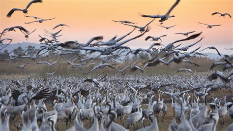 Global Flyways Birdlife International