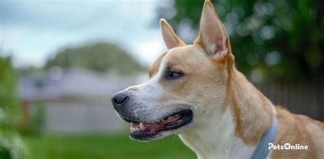 Pitsky Dog Breed Information Pets Online