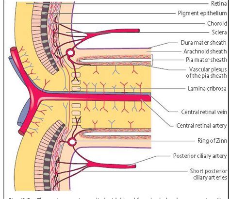 Anatomy Optic Nerve Head Ophthalmology Notes And Synopses
