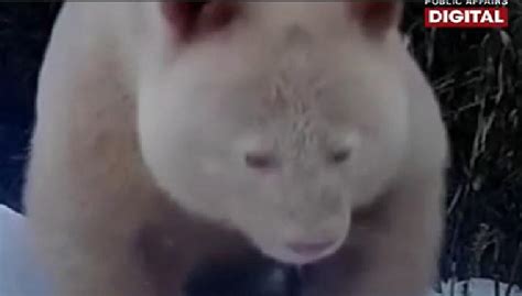 Pambihira At Posibleng Nag Iisa Sa Mundo Na Giant White Panda Nakita