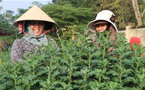 Làng Hoa Cúc Nghĩa Hiệp Nước Rút Vụ Tết Baotintuc Vn