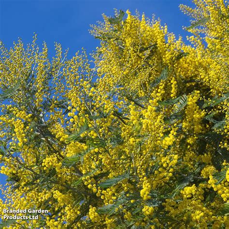 Acacia Dealbata Suttons