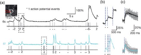 Somatic Calcium Transients Reflect Spiking Activity Of Cortical
