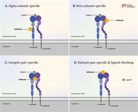 Integrin Antibody Collection Institute For Protein Innovation