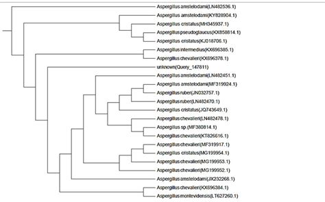 Phylogenetic Tree Of The Isolated Endophyte A Amstelodami Download