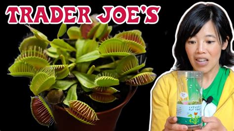 First Time Feeding A Trader Joes Venus Fly Trap Youtube