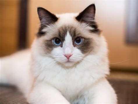 Razas De Gatos Domésticos