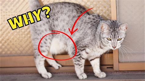 Why Your Cat Has A Fat Saggy Belly Primordial Pouch Youtube