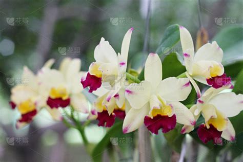 兰花洋兰剑兰附生植物植物水平画幅无人万代兰属花头花朵