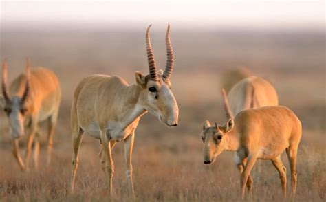 From Near Extinction To A Nationwide Problem The Story Of Saiga
