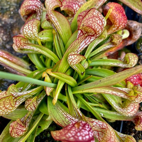 Sarracenia Psittacina The Parrot Pitcher Hewitt Cooper Carnivorous