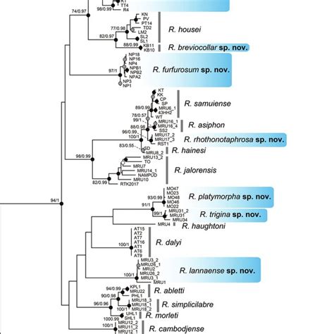 Maximum Likelihood Ml Tree Showing The Relationships Among Rhiostoma