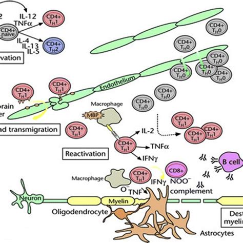 Immunopathogenesis Of Ms Demyelination And Axonal Damage 41