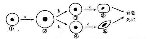 下图为人体细胞生长分裂分化衰老和死亡过程的示意图图中① ⑥为各个时期的细胞a C表示细胞所进行的生理过程据图分析下列叙述正确的是 A．⑥的全能性高于④ B．若——青夏教育