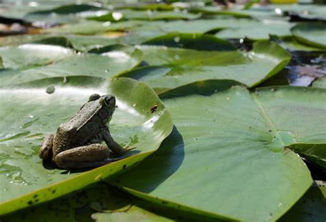 Frogs On Lily Pads