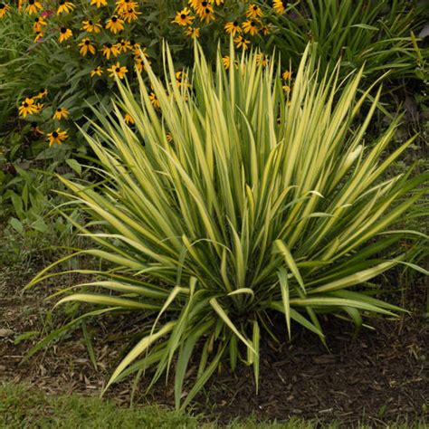 Yucca Filamentosa Color Guard Walters Gardens Inc