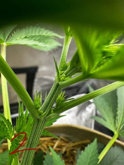 Please Confirm The Sex Rcannabiscultivation